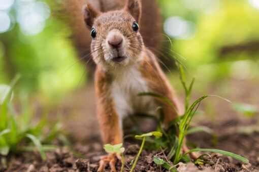 Animals that Adapt to Urban Life Could be More Resilient to Climate ...
