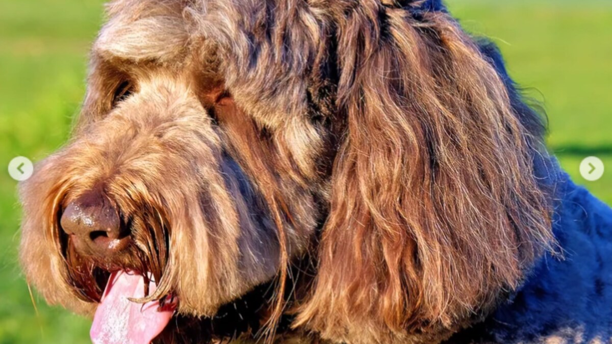'Paw'dorable Moment: This Dog With 7-Inch Eyelash Sets A World Record ...