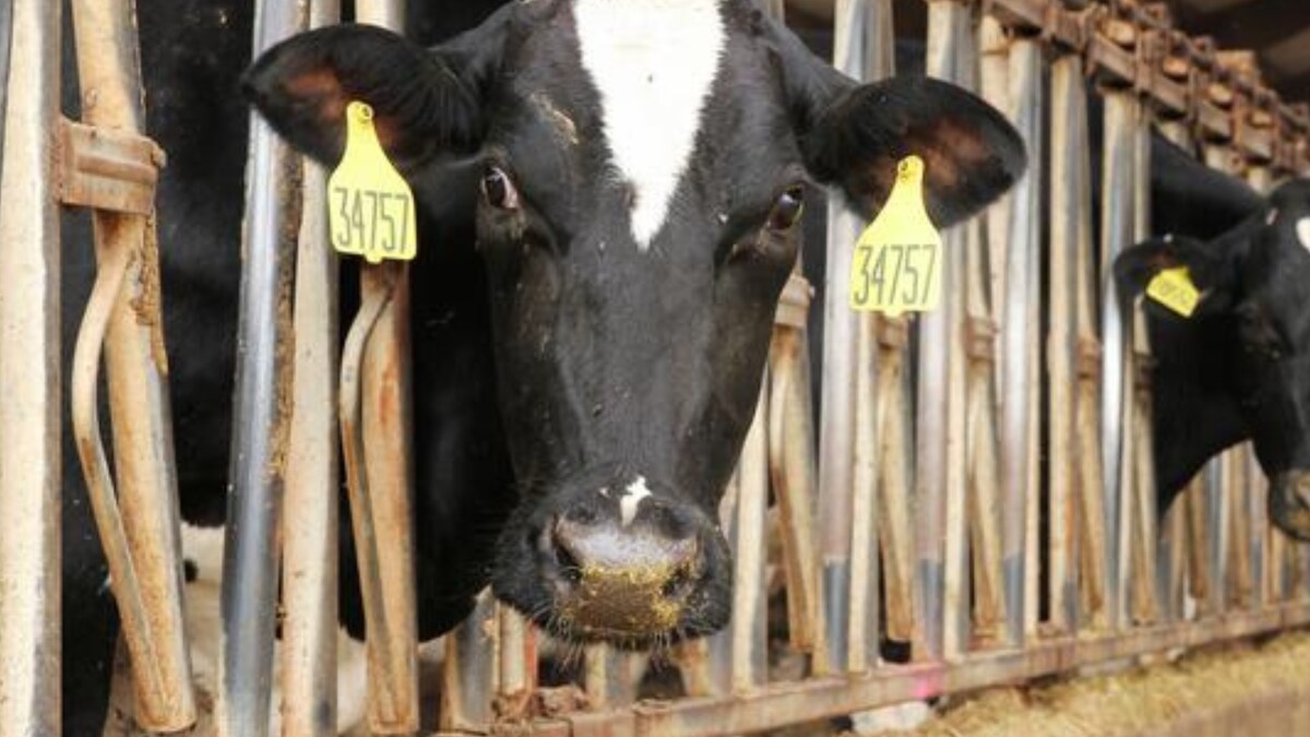 Cow Manure Fuels French Tractors - News18