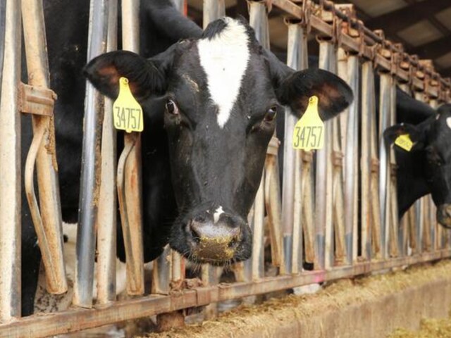 Cow Manure Fuels French Tractors - News18