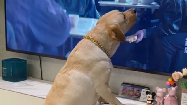 BRB, Busy Laughing At Adorable Dog Trying To Steal Food From TV Screen ...