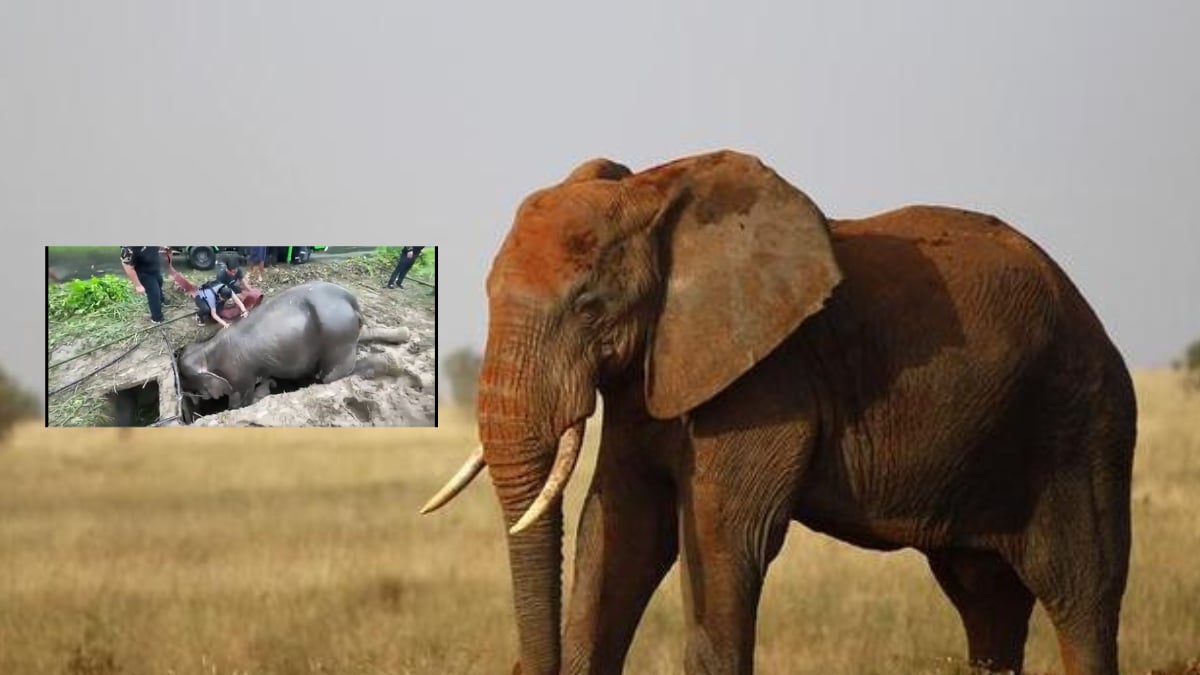 Heartwarming Rescue: Mother Elephant, Calf Pulled From Drain in ...