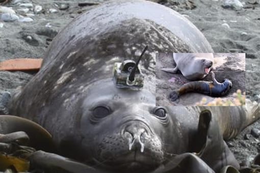 WATCH: Anxious Elephant Seal Revives Newborn, Erupts With Joy in ...