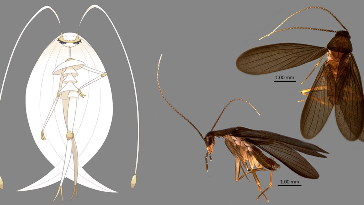 New Cockroach Species Discovered In Singapore Named After A Pokemon ...