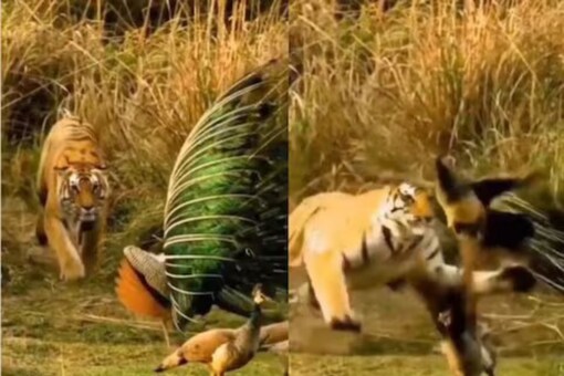 Watch: It’s A Face-Off Between Tiger And Peacock, Guess Who Won? - News18