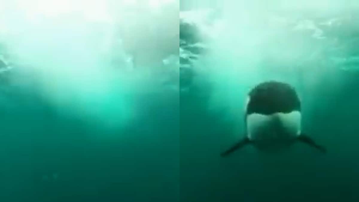 Old Viral Video of Orca Whale Chasing Speedboat Leaves Viewers in Awe ...