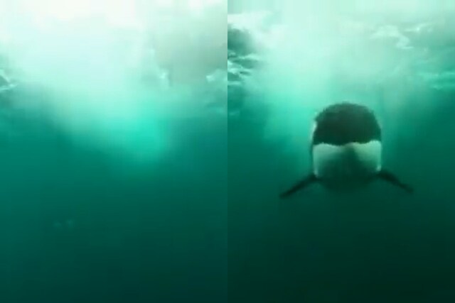 Old Viral Video of Orca Whale Chasing Speedboat Leaves Viewers in Awe ...
