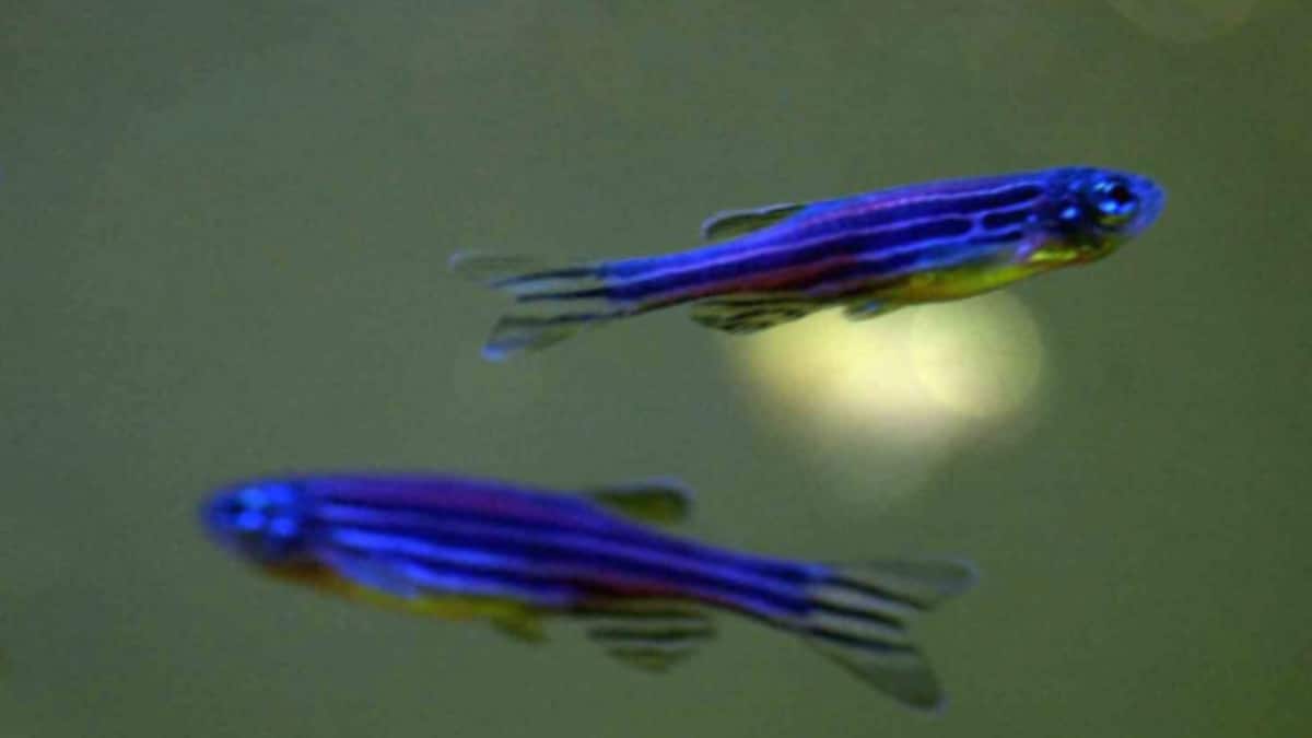 Study Indicates that Empathy Has Ancient Origins - And Fish Feel it Too ...