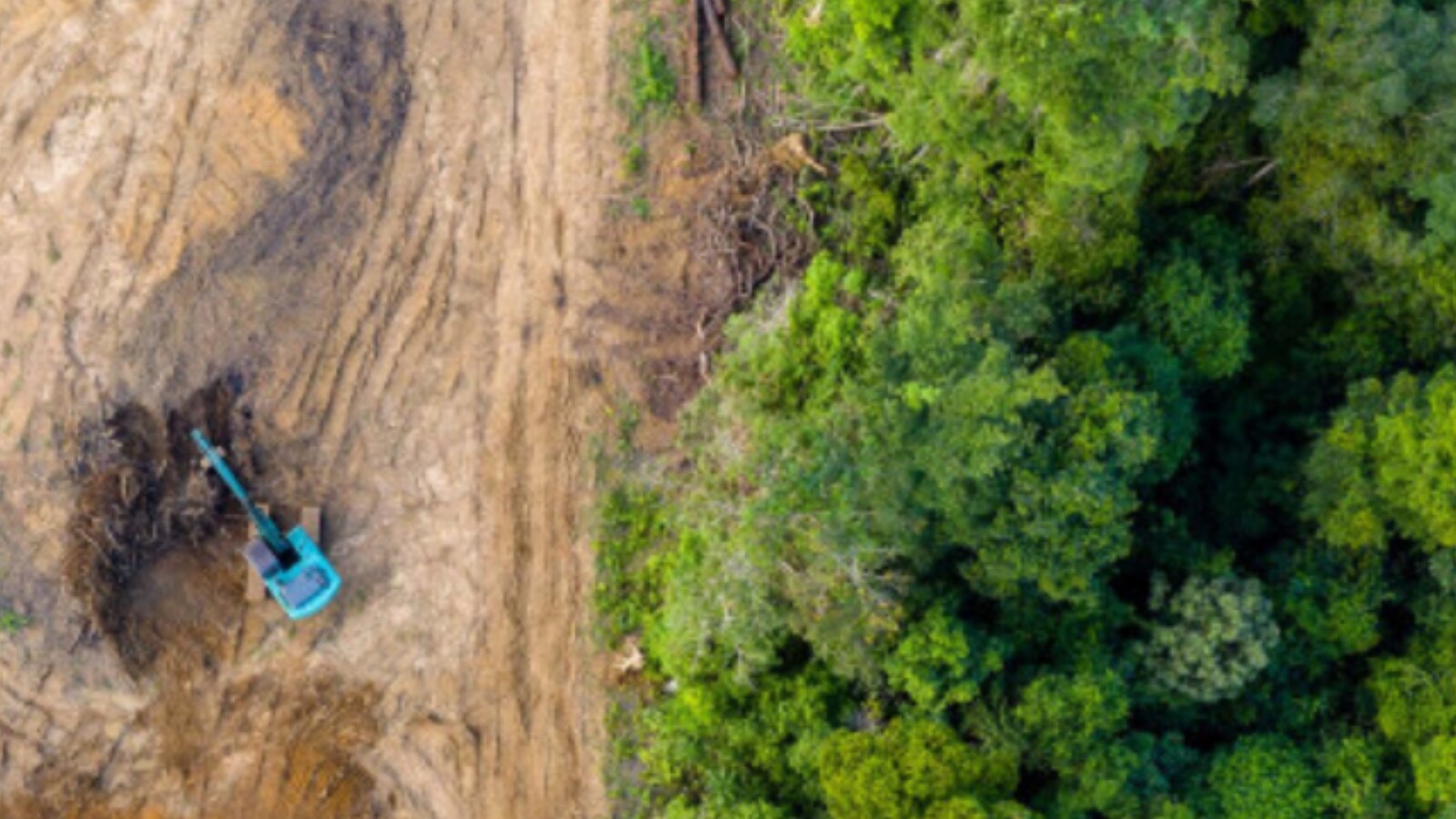Fighting For Their Lives: The World's Forests in Figures | Buzz News ...