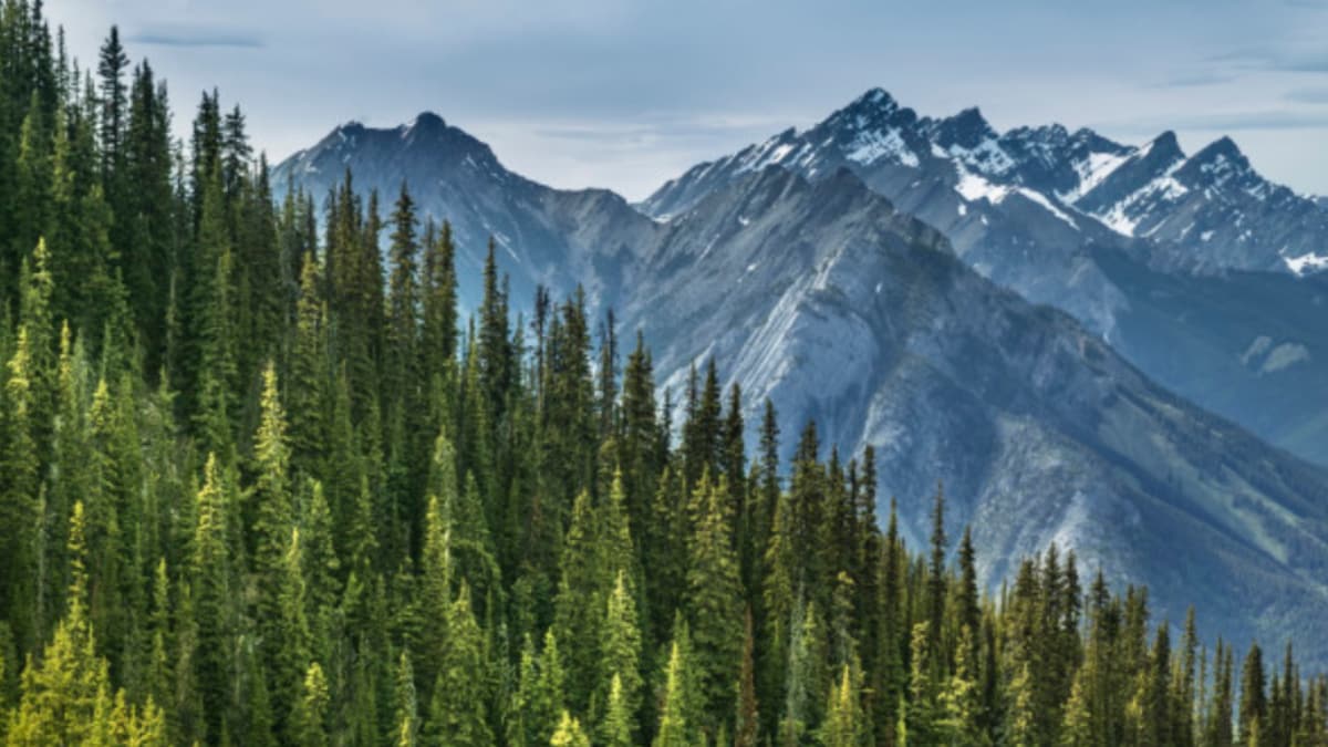 Mountain Forests Disappearing at Alarming Rate, Study | Buzz News - News18