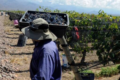 Race Against Time to Rescue Argentina Wine Grapes - News18