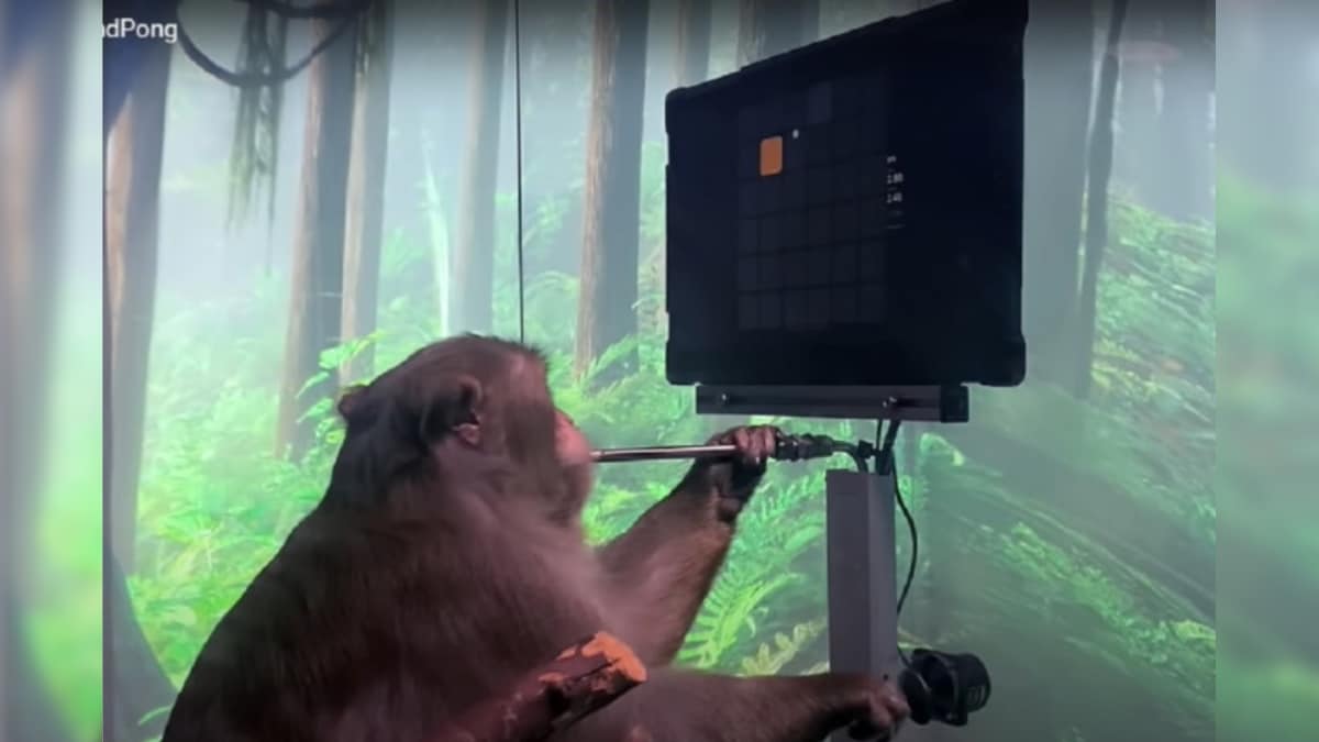 Why Elon Musk Will Have to Wait a Little Longer to Start Putting Chips ...