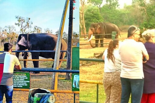 Meet 6-Month-Old Raghu, The Real Star Of The Elephant Whisperers - News18