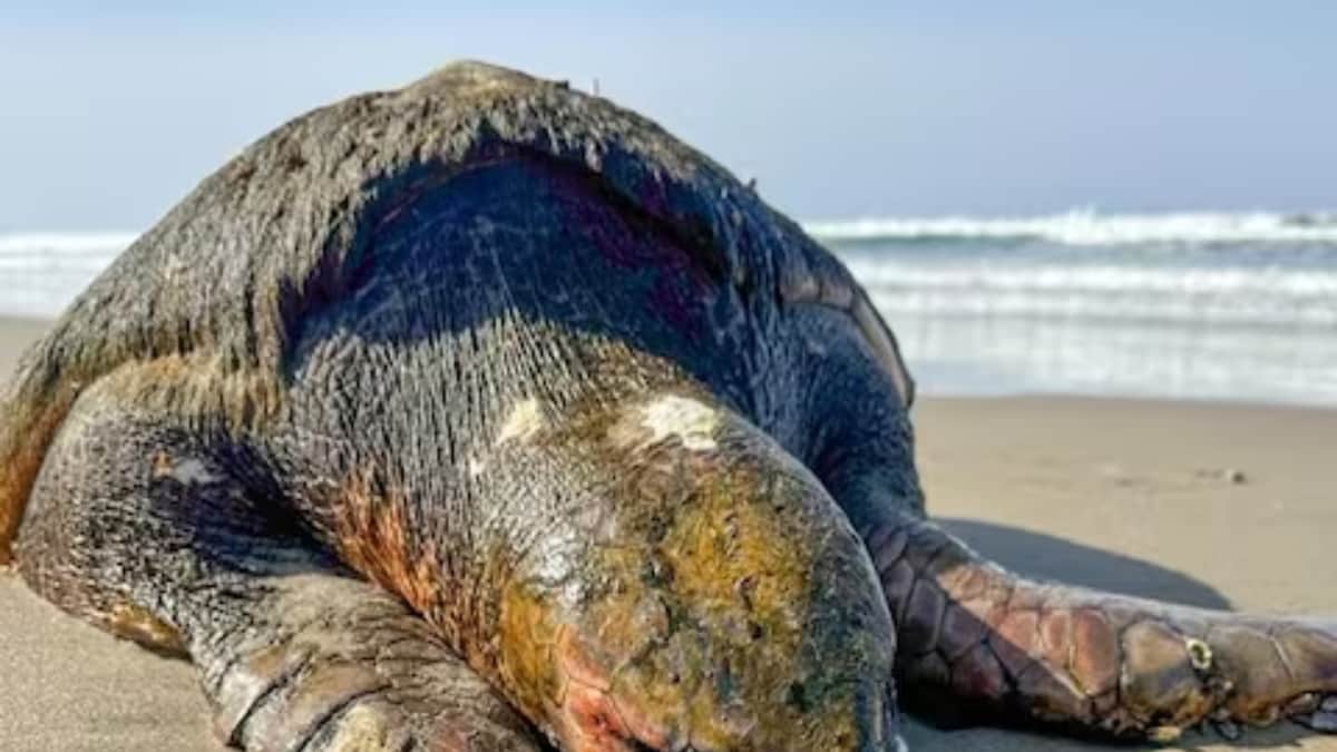 This Turtle, Found Dead On Seashore In US, Had Sea Creatures Living On ...