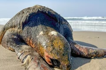 This Turtle, Found Dead On Seashore In US, Had Sea Creatures Living On ...