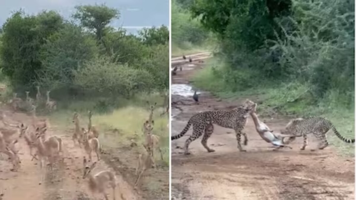 Watch: Cheetah Ruthlessly Hunting Down An Impala Leaves Internet ...