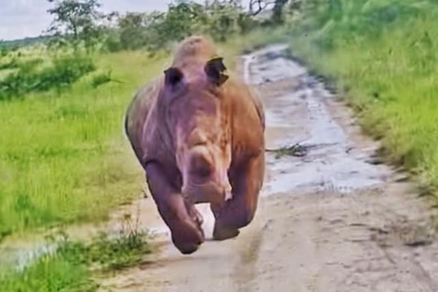 Rhino Chasing Tourist Jeep Is A Scene 'Straight Out Of Jurassic Park ...