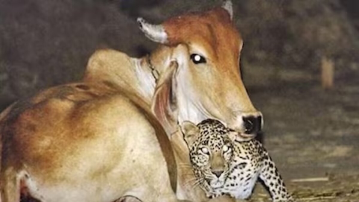 21-Year-Old Photos Of Cow And Leopard Cuddling Each Other Take Internet ...