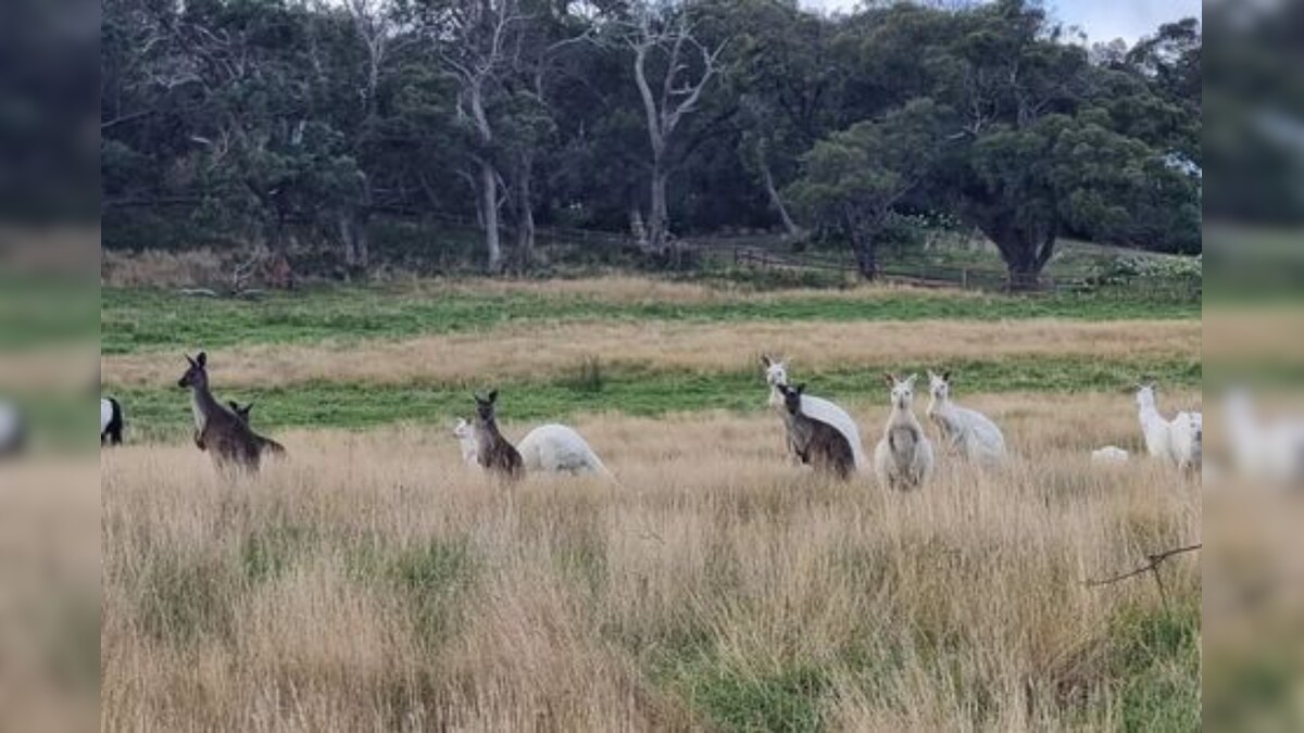 'Just Gorgeous': Rare Group Of Albino Kangaroos Spotted In Australia ...