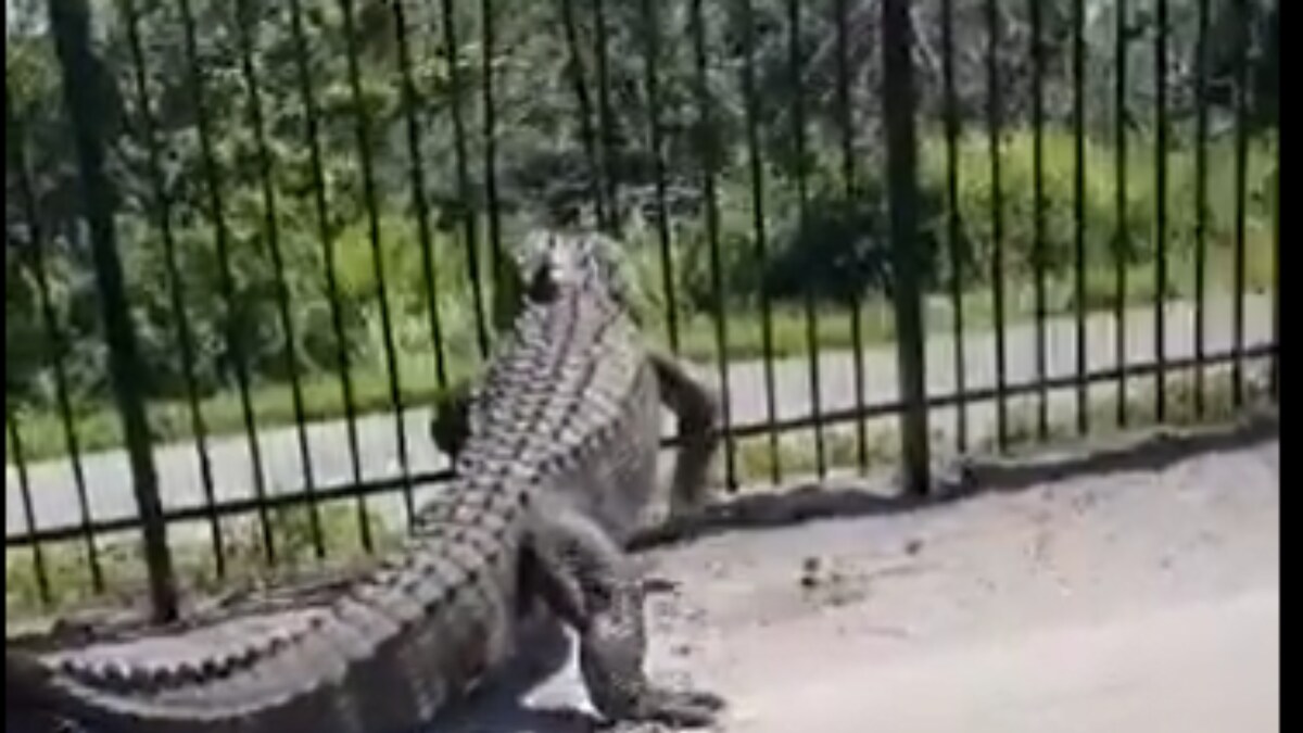'Technically A Dinosaur:' Alligator Bends Metal Fence Like A Cardboard ...
