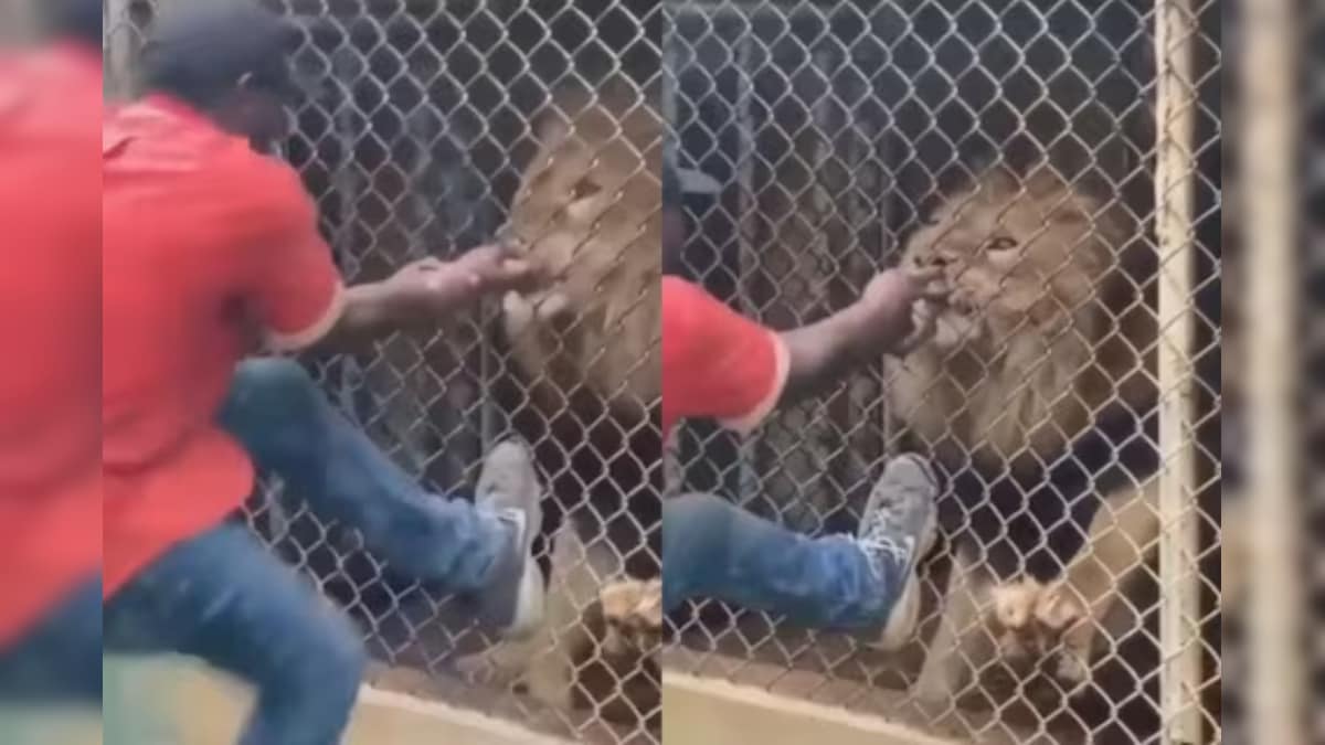 Watch: Man Puts Finger Inside Lion's Cage, What Happened Next Will Blow ...