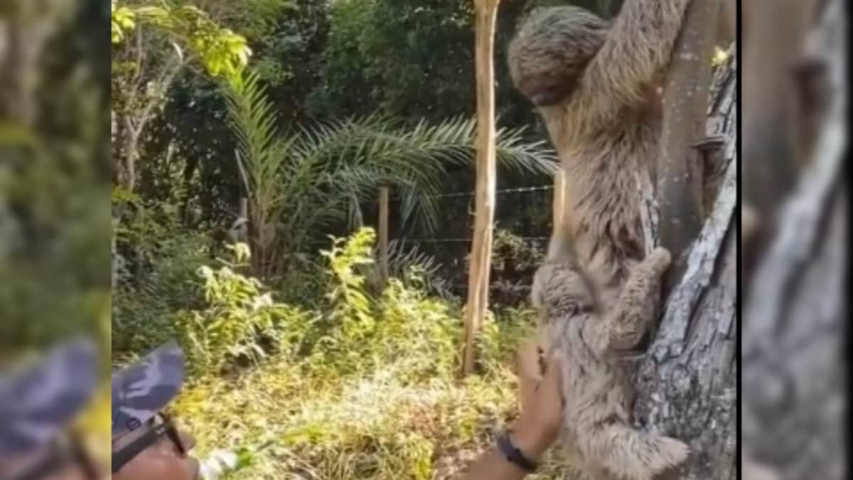 Man’s Gentle Gesture Earns Him A Fist Bump From Mamma Sloth | Buzz News ...