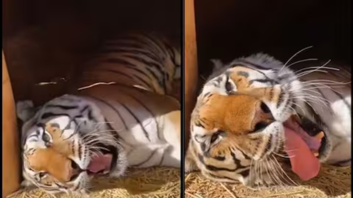 Watch: This Lazy Tiger, Yawning When Asked to Get Up, is Our Monday ...