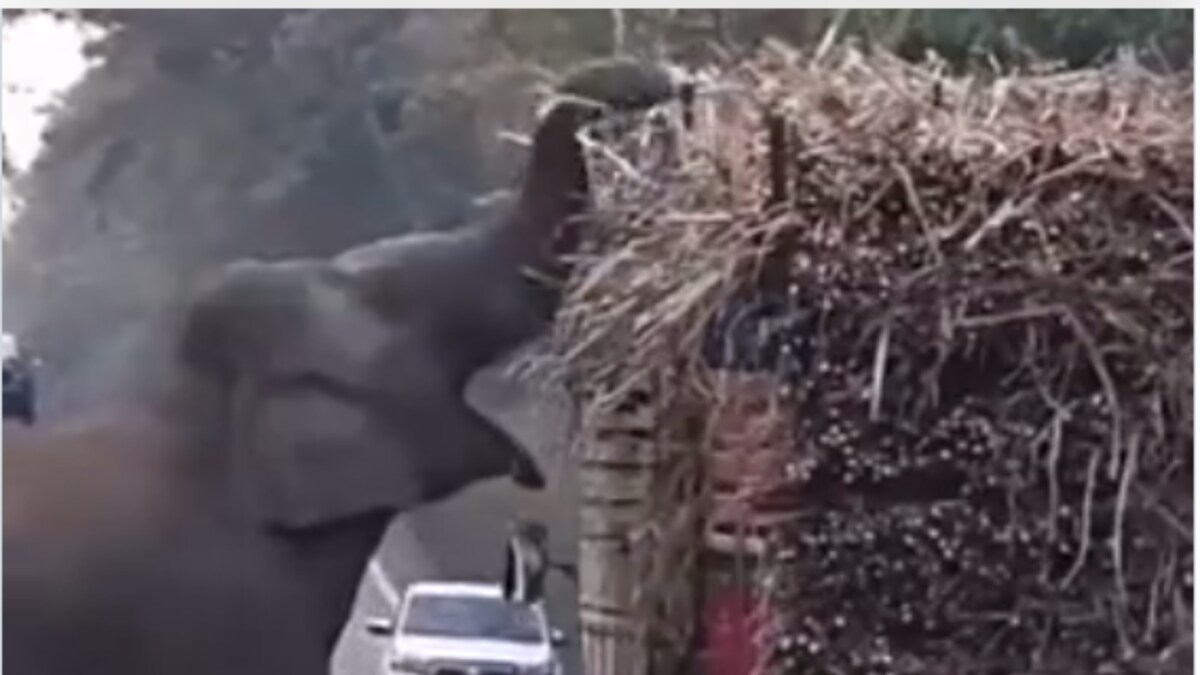 Internet Gushing Over Elephant Collecting 'Toll Tax' From Truck In ...
