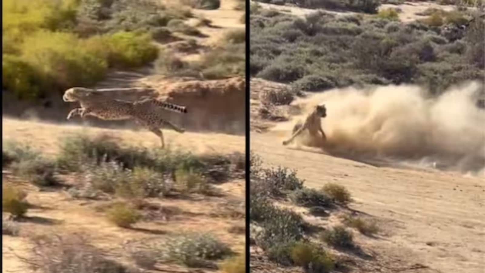 Have You Watched The Viral Video Of A Cheetah Sprinting At The Speed Of ...