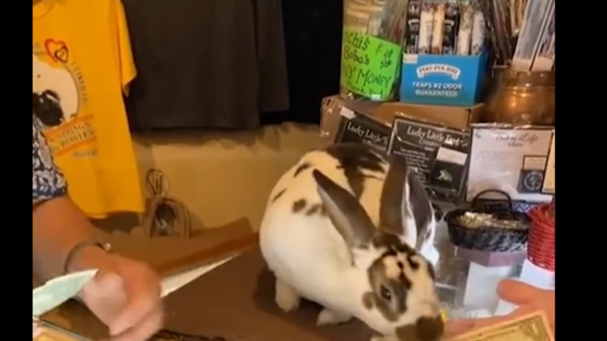 This Rabbit Aka Store Assistant Is Too Cute For Words | Buzz News - News18