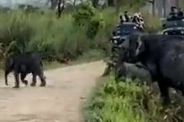 Watch: Incredible Clip of Twin Elephants Crossing Road With Their Mama ...