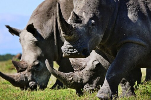 AI Could Have a Role to Play in the Fight Against Poaching - News18