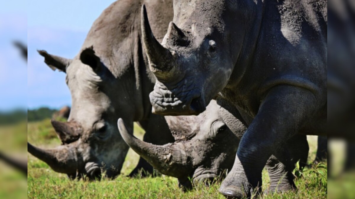 AI Could Have a Role to Play in the Fight Against Poaching - News18