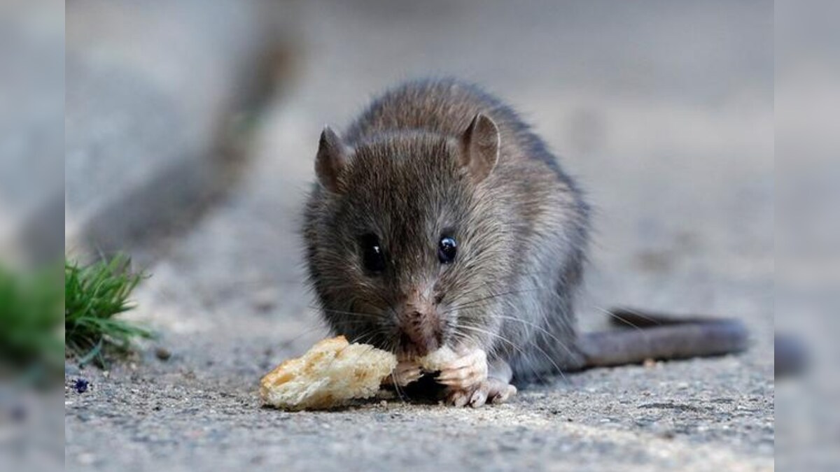 Japanese Scientists Create Mice With Two Fathers - News18