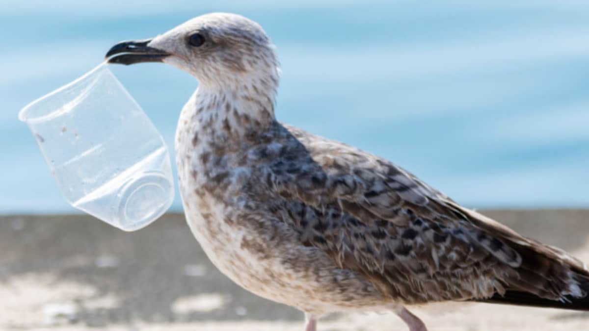 Microplastic Pollution Impairs Seabird Gut Health | Buzz News - News18