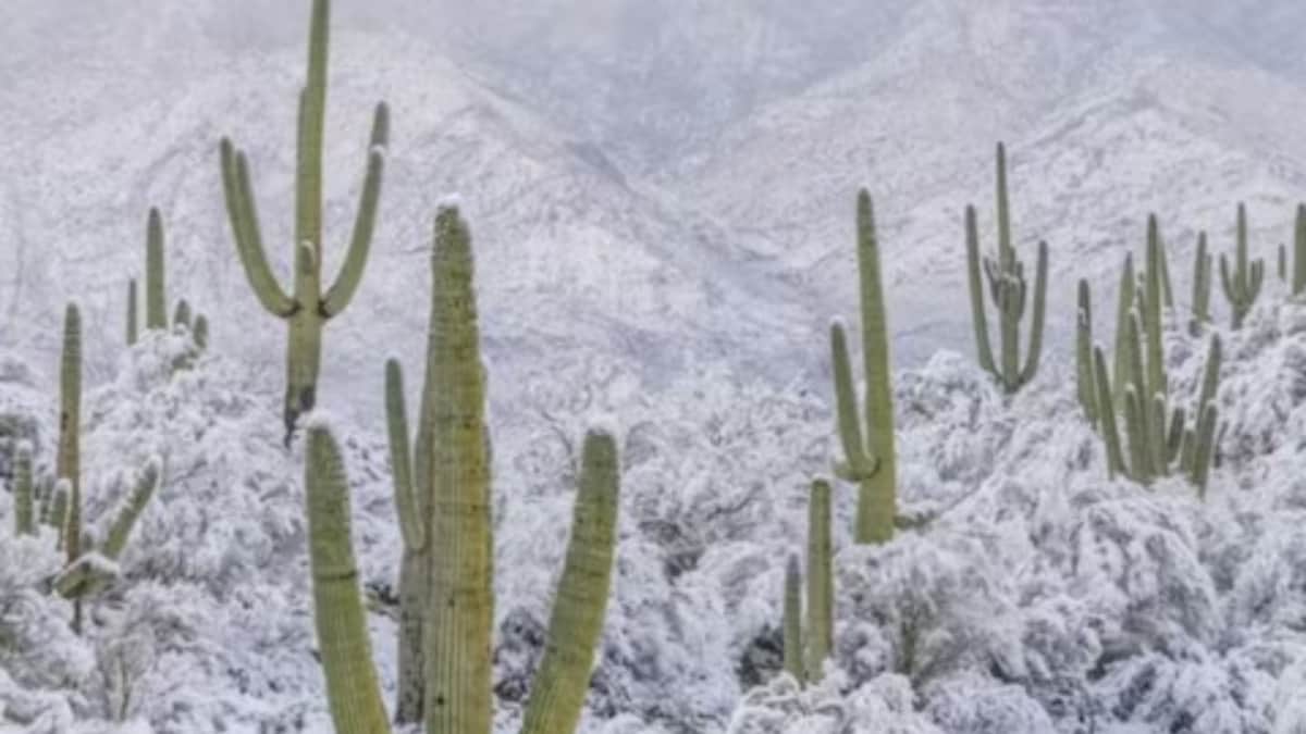 Picture Of Snowfall In North America’s Sonoran Desert Leaves Internet ...