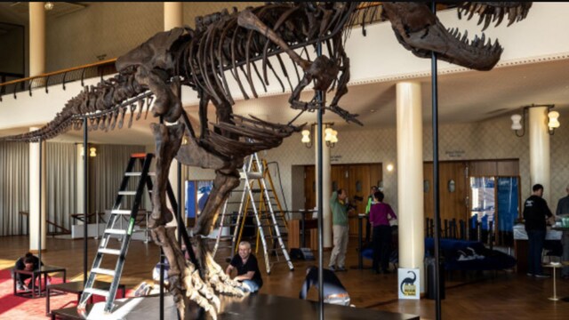 Scientists Have Bone to Pick With T-Rex Skeleton Set to Sell For ...