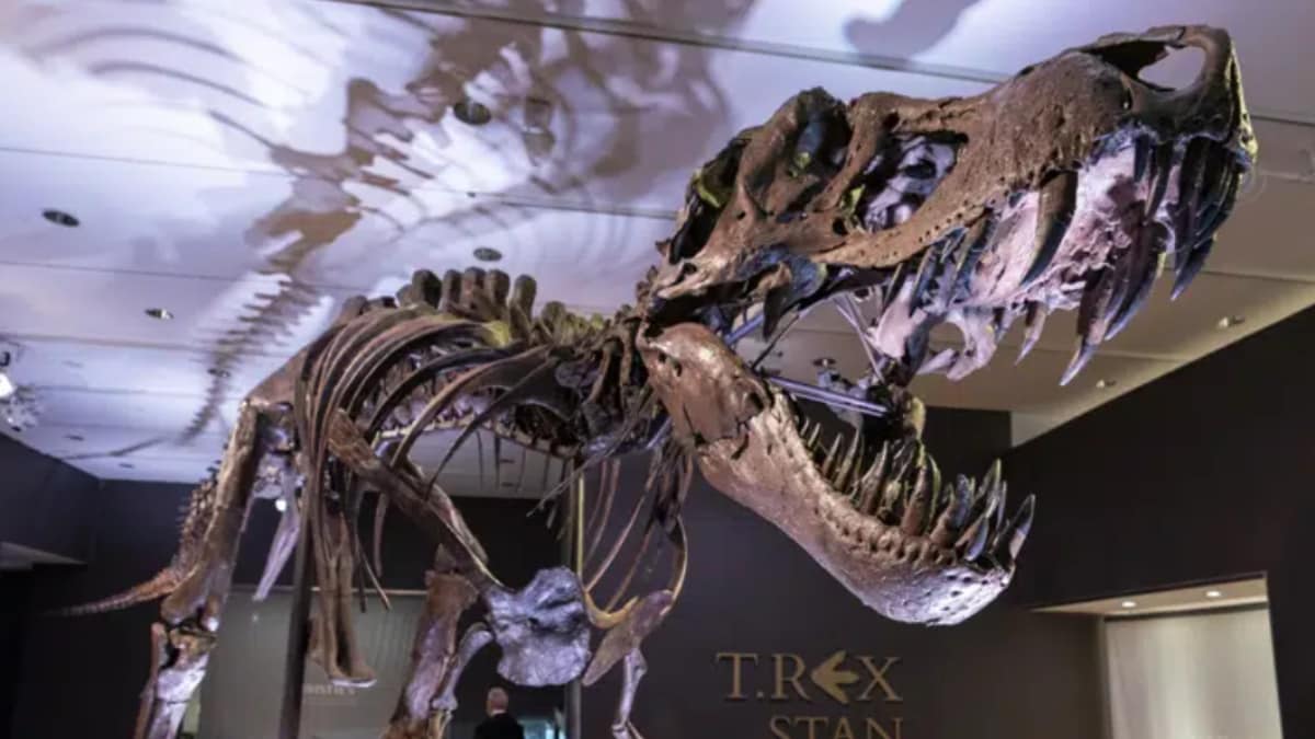 Has T. rex Lost its Bite? Menacing Snarl May Be Wrong | Buzz News - News18