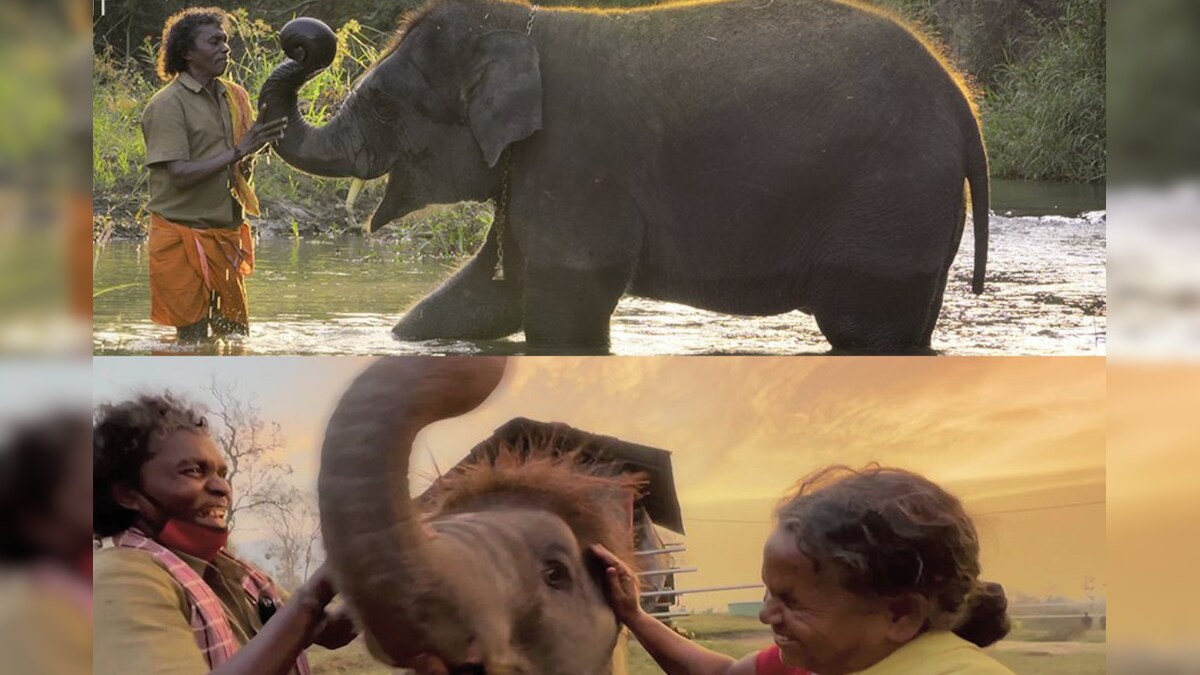 Oscars 2023: 'The Elephant Whisperers' Strikes Gold, Indian Twitter ...