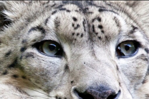 Is TikTok a Gold Mine For Animal Behavior Specialists? - News18