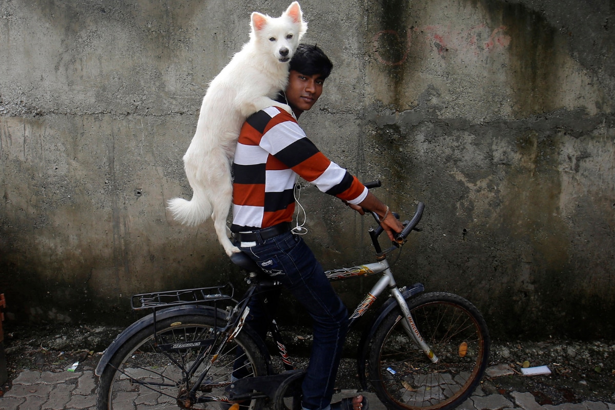 Desi Woman Claimed Pet Dogs, Cats Can't 'Love' Humans and Twitter is ...