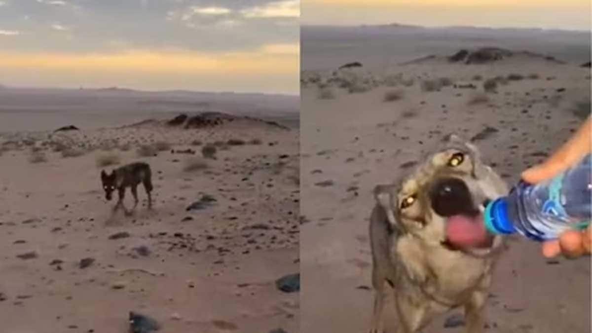 Watch: Man Offering Water To A Thirsty Coyote In Desert Will Make Your ...