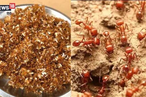 Have You Tried This Red Ant Chutney Famous Among The Siddis Of ...