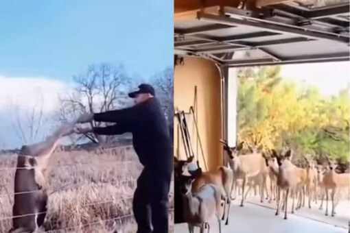 Watch: How A Man Gets Rewarded For His Kind Gesture Of Helping A Deer ...