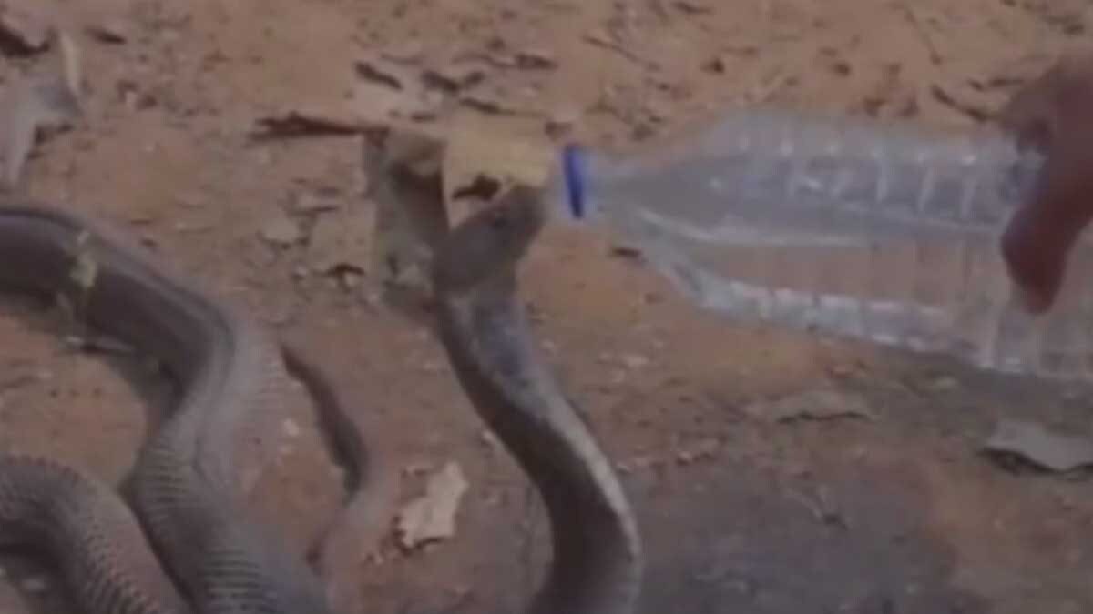 Watch: Man Offering Water To Two Thirsty Yet Furious Cobras Wins Hearts ...
