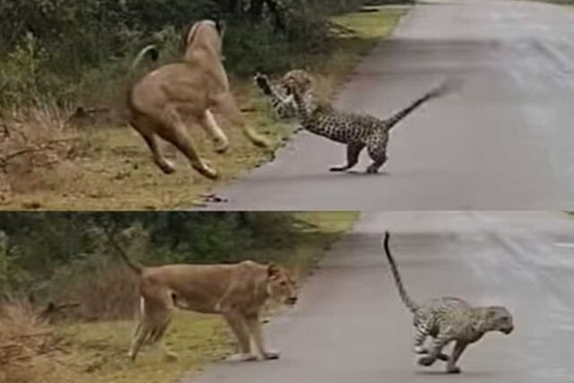 Lion Attacks Leopard, Watch What Happened Next - News18