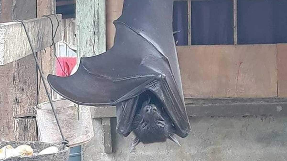 This Human-Sized Bat Looks Straight Out Of A Horror Movie | Buzz News ...