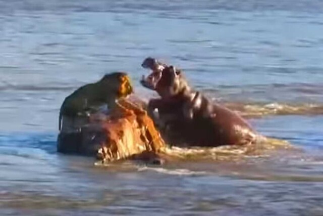 Watch: A Group Of Hippos Attack A Sleeping Lion In This Fascinating ...