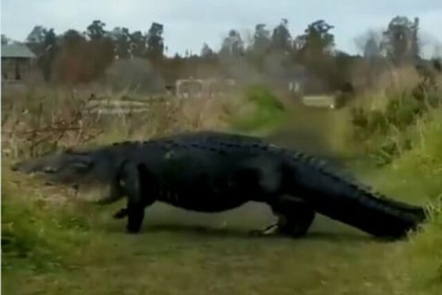 Watch: Giant Crocodile Takes a Walk, People Call It Dinosaur - News18