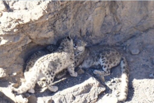 Majestic Video Of Snow Leopard Family In Himachal Pradesh's Spiti ...